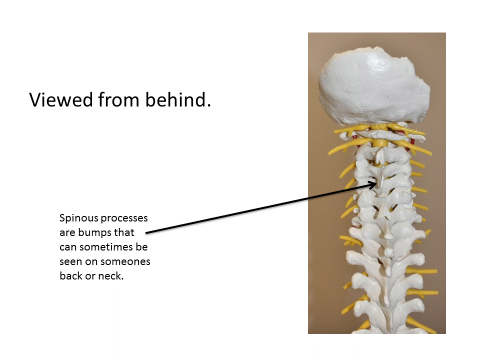 Cervical radiculopathy (pinched nerve in the neck) – Neuromuscular and ...